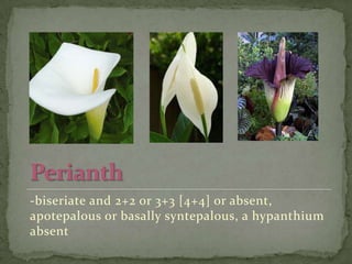 Araceae Family | PPTX