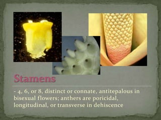 Araceae Family | PPTX