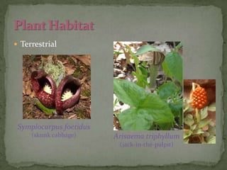 Araceae Family | PPTX