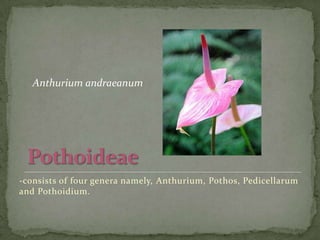 Araceae Family | PPTX