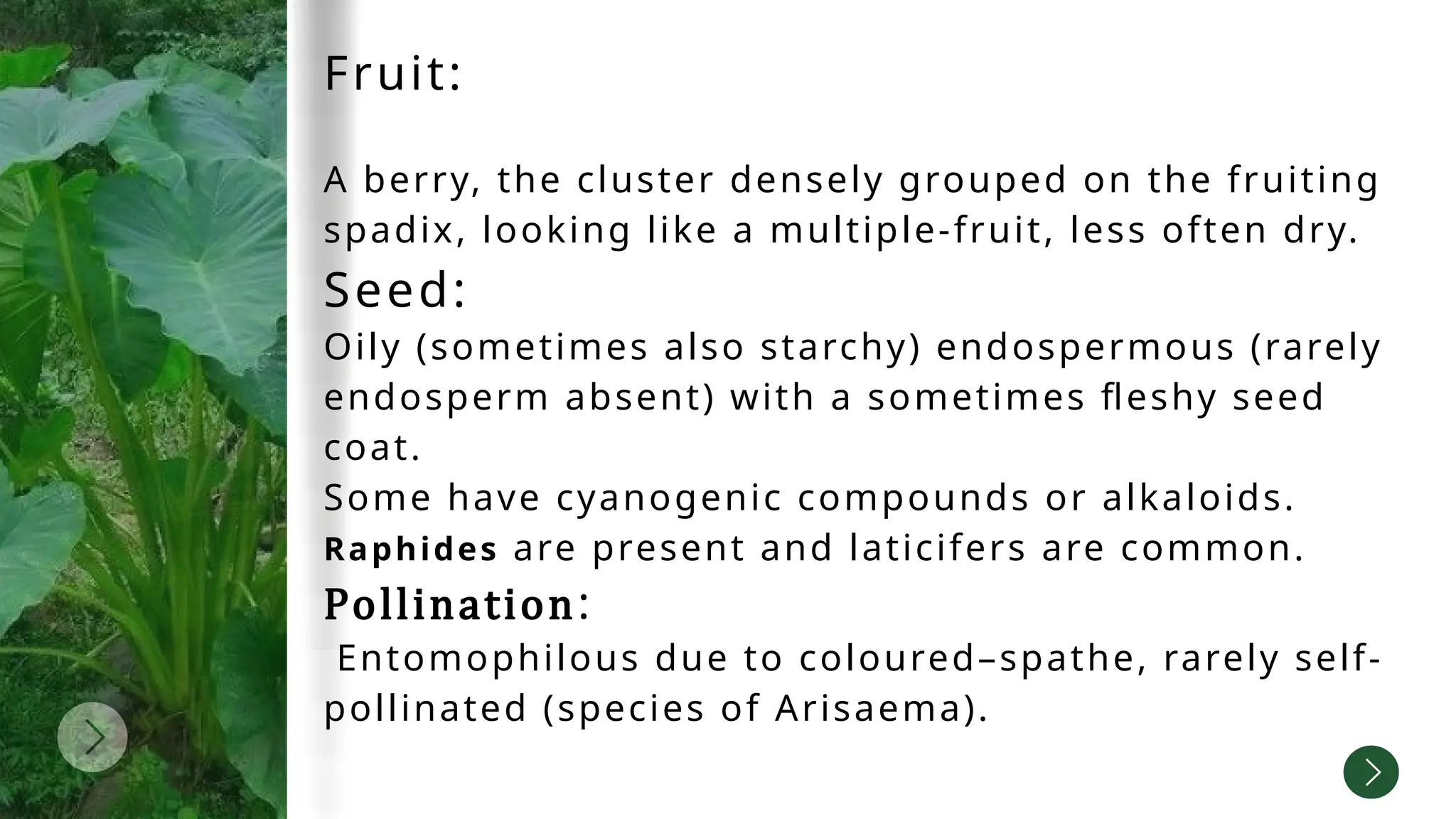 Understanding the Araceae Family: Characteristics, Distribution, and ...