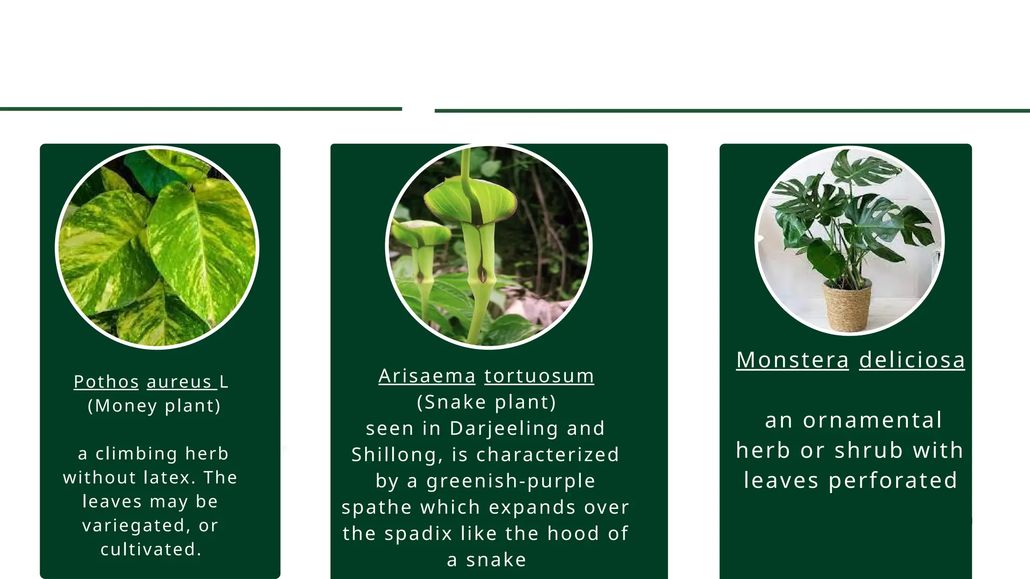 Understanding the Araceae Family: Characteristics, Distribution, and ...