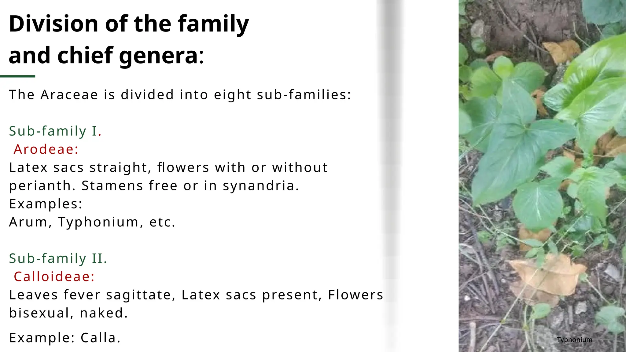 Understanding the Araceae Family: Characteristics, Distribution, and ...