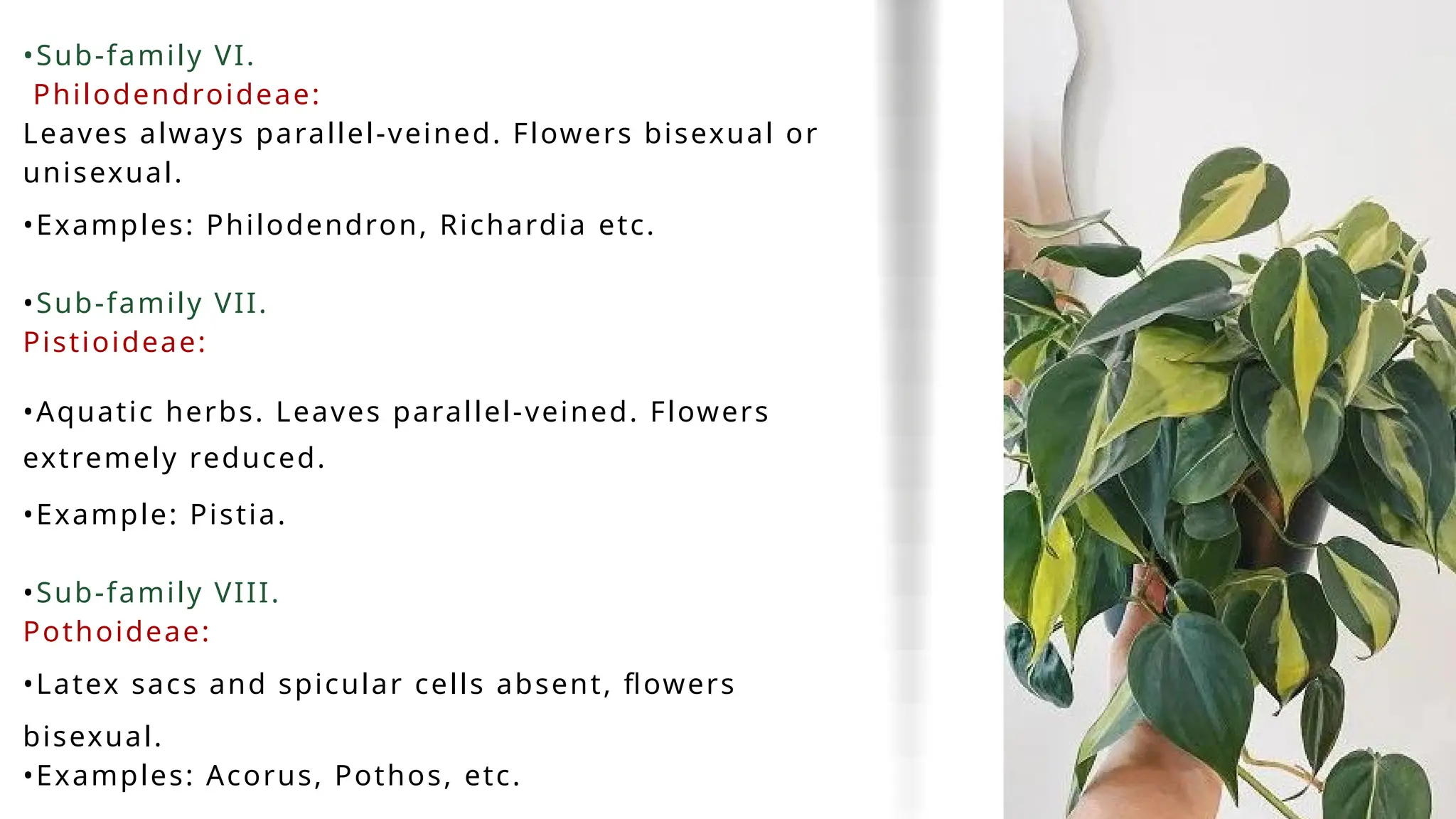 Understanding the Araceae Family: Characteristics, Distribution, and ...