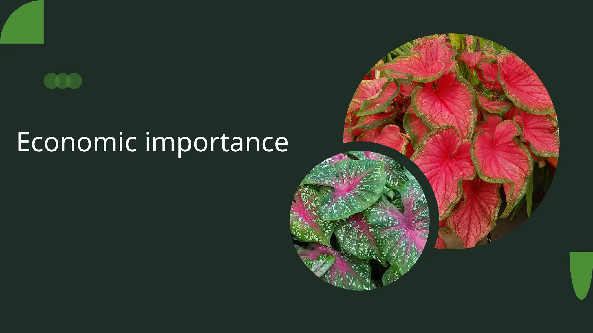 Understanding the Araceae Family: Characteristics, Distribution, and ...
