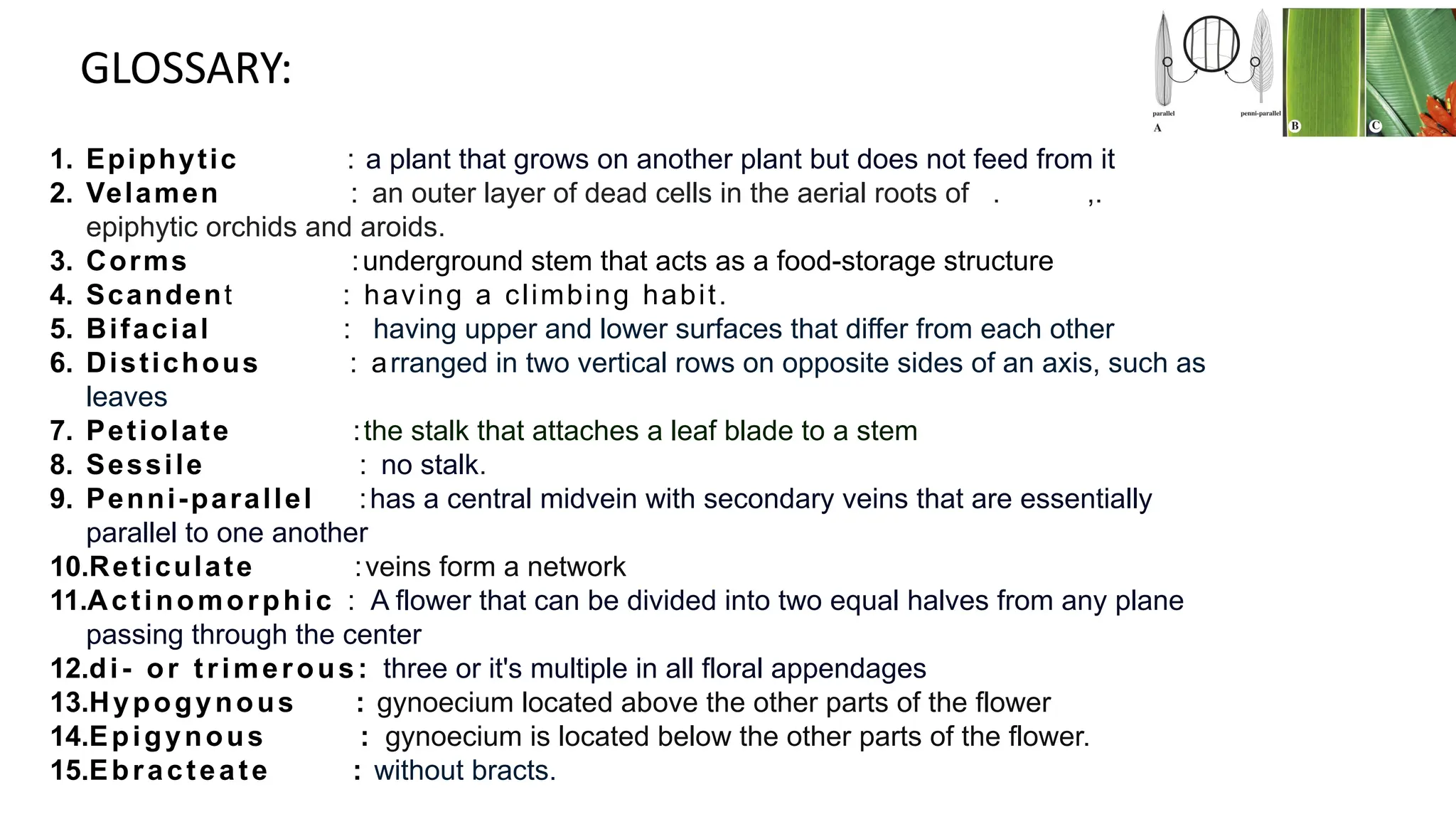 Understanding the Araceae Family: Characteristics, Distribution, and ...