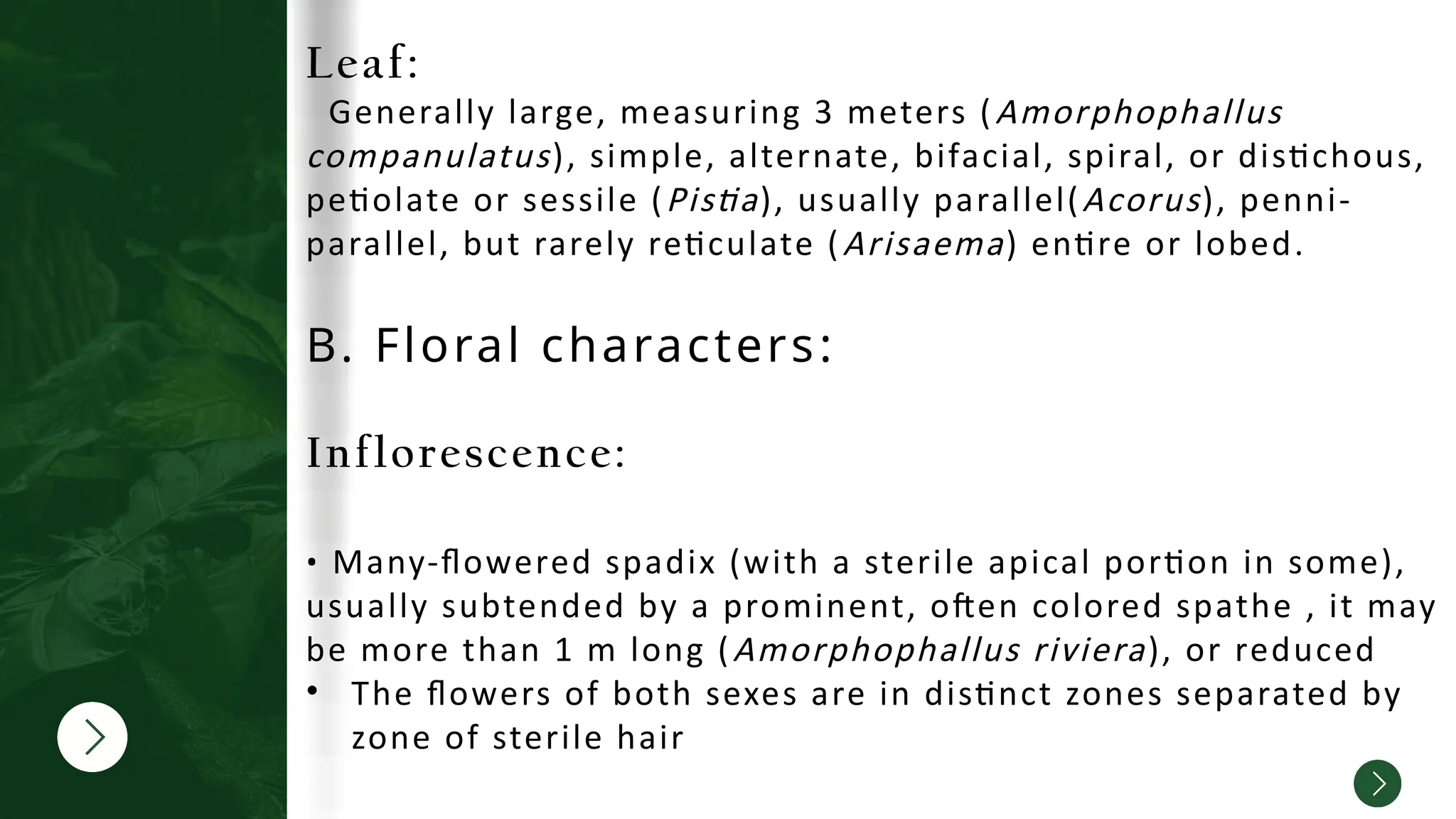 Understanding the Araceae Family: Characteristics, Distribution, and ...