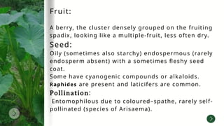 Understanding the Araceae Family: Characteristics, Distribution, and ...