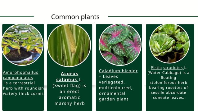 Understanding the Araceae Family: Characteristics, Distribution, and ...
