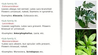 Understanding the Araceae Family: Characteristics, Distribution, and ...