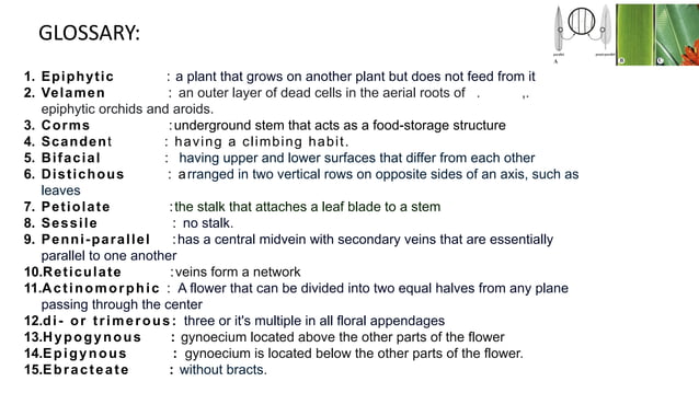 Understanding the Araceae Family: Characteristics, Distribution, and ...