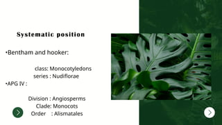 Understanding the Araceae Family: Characteristics, Distribution, and ...