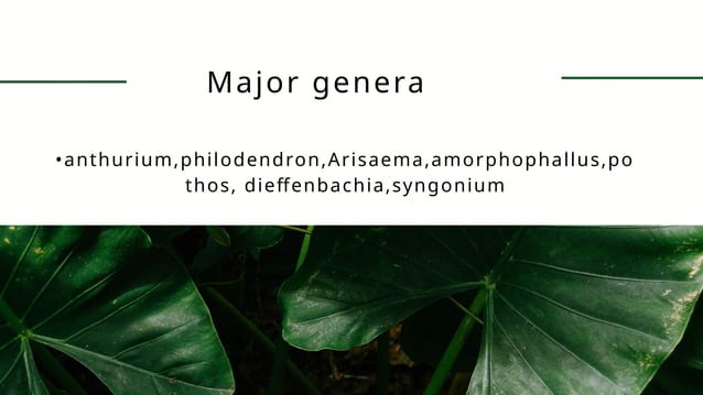 Understanding the Araceae Family: Characteristics, Distribution, and ...