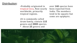 Understanding the Araceae Family: Characteristics, Distribution, and ...