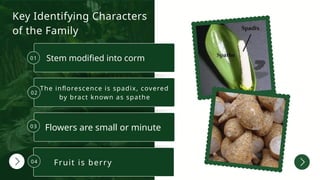 Understanding the Araceae Family: Characteristics, Distribution, and ...