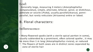 Understanding the Araceae Family: Characteristics, Distribution, and ...