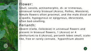 Understanding the Araceae Family: Characteristics, Distribution, and ...