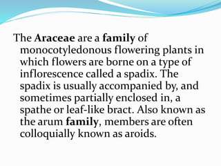Araceae family | PPTX
