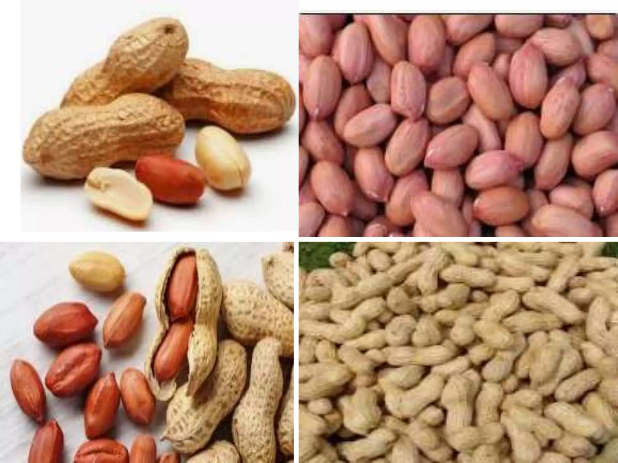 ARACHIS OIL- Groundnut oil- Peanut oil | PPTX