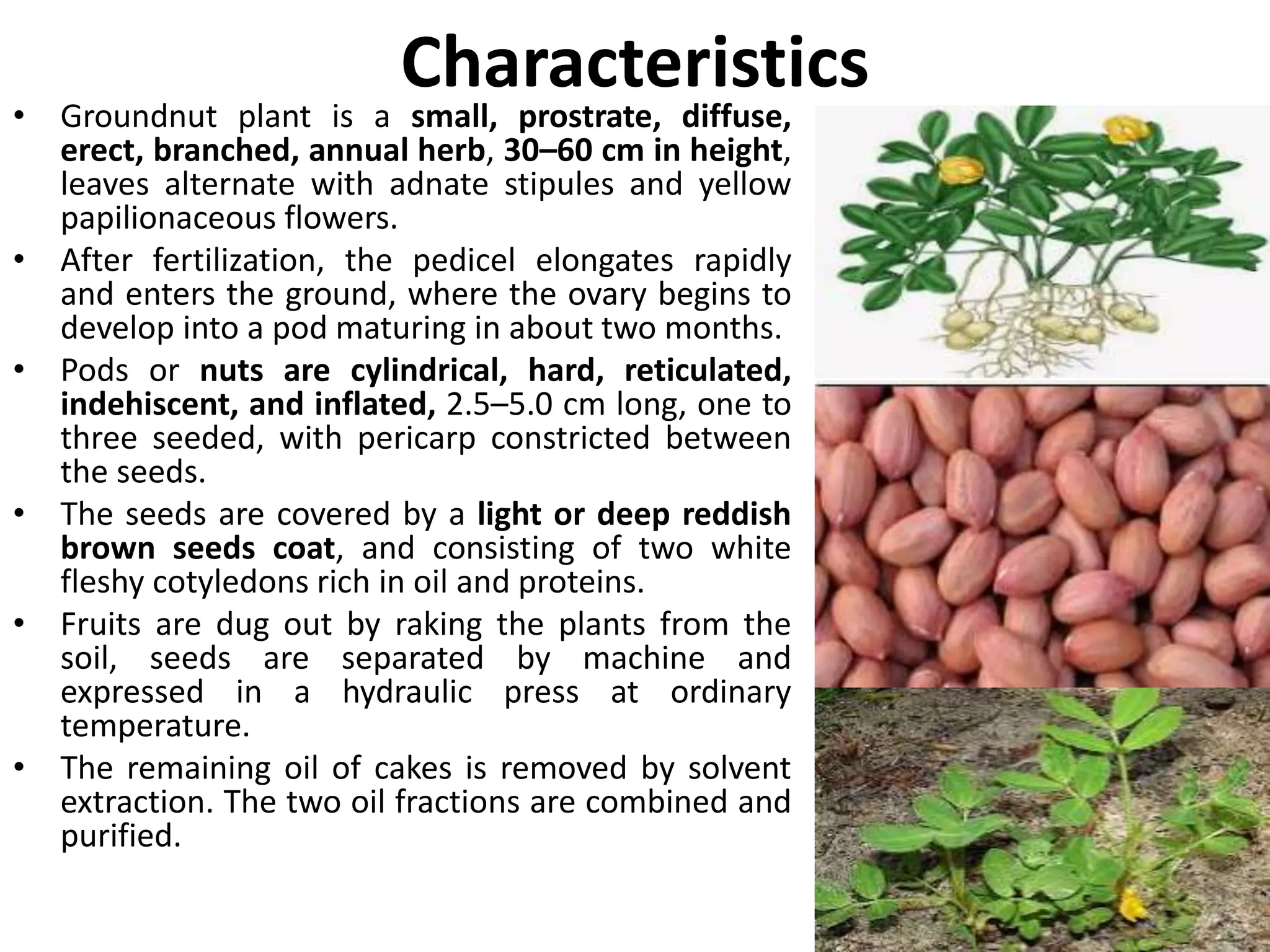 ARACHIS OIL- Groundnut oil- Peanut oil | PPTX