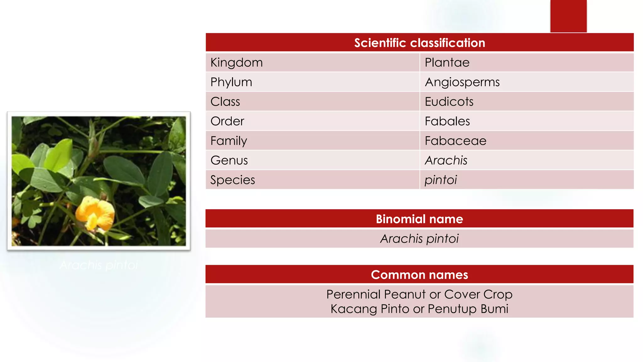 Arachis pintoi(legumes) | PPTX
