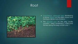 Arachis pintoi(legumes) | PPTX