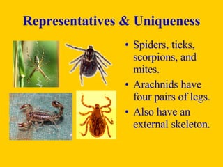 Arachnid | PPT | Reptiles | Pets