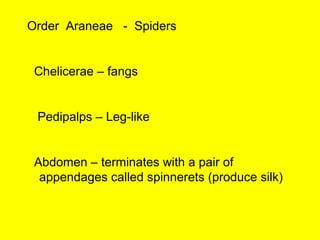 Class Arachnida Notes | PPT