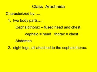 Arachnida