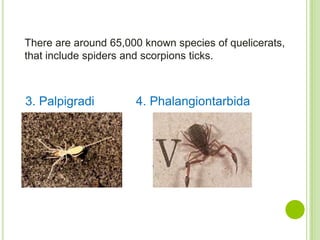 Arachnids.pptx