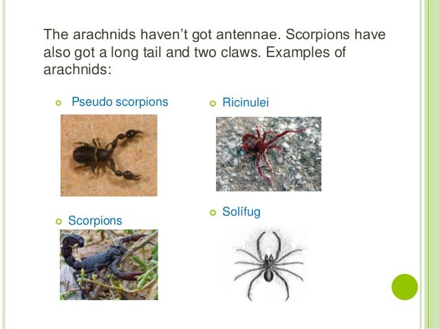 Arachnids Timeline