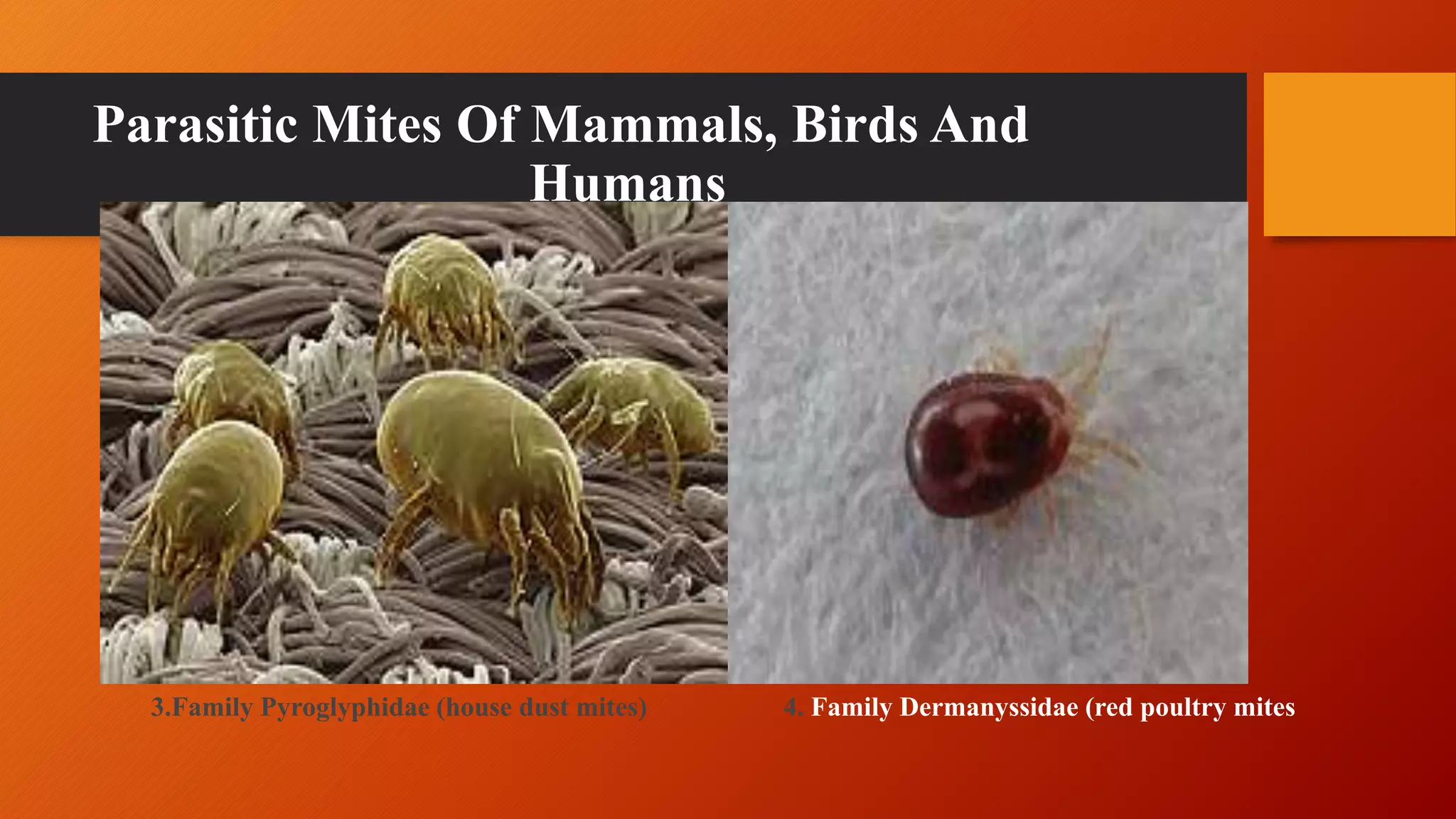 Arachnids pests | PPTX