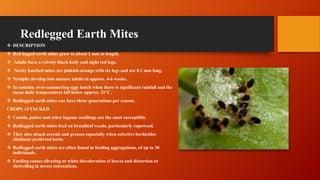 Arachnids pests | PPTX