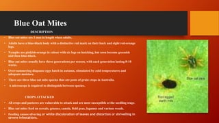 Arachnids pests | PPTX