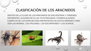 Aracnidos | PPTX