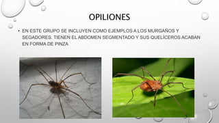 Aracnidos | PPTX