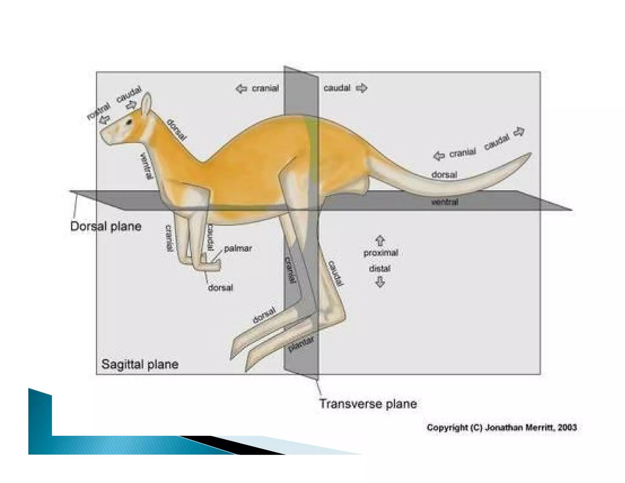 Arah gerak anggota tubuh.pdf