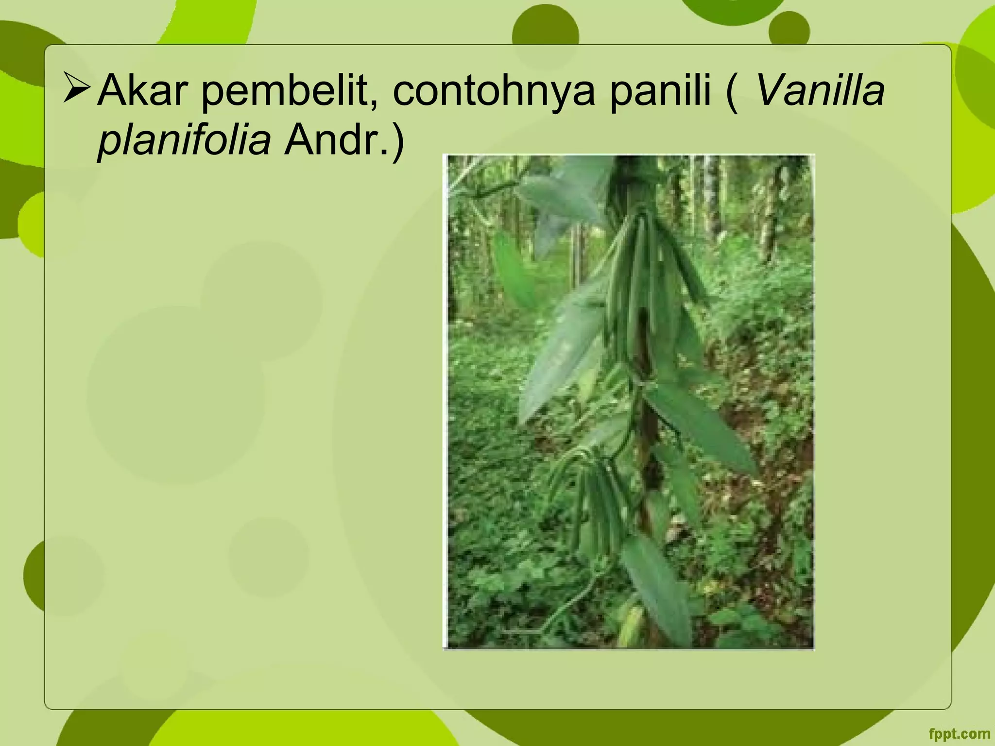 Arah tumbuh batang | PPT