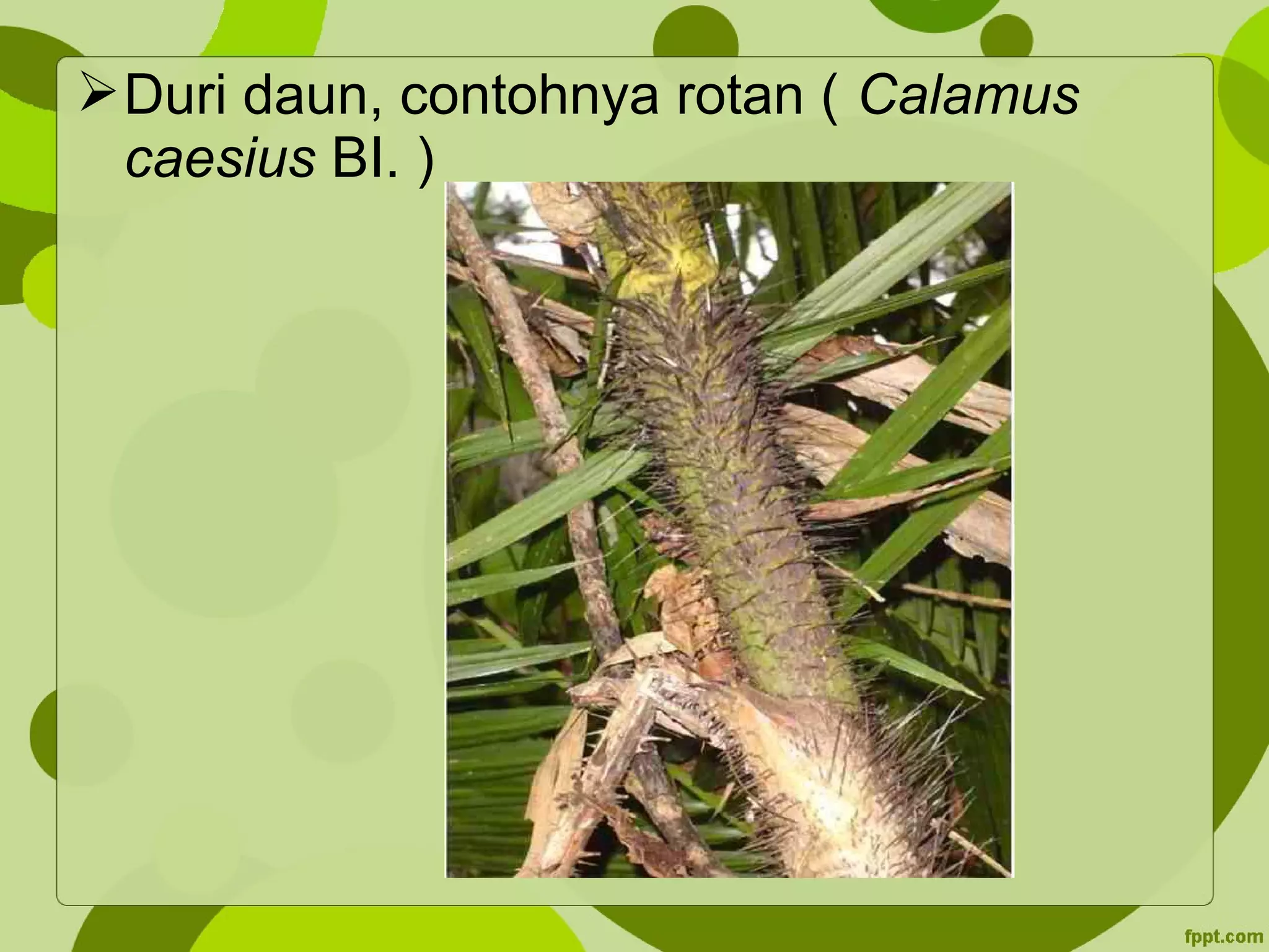 Arah tumbuh batang | PPT