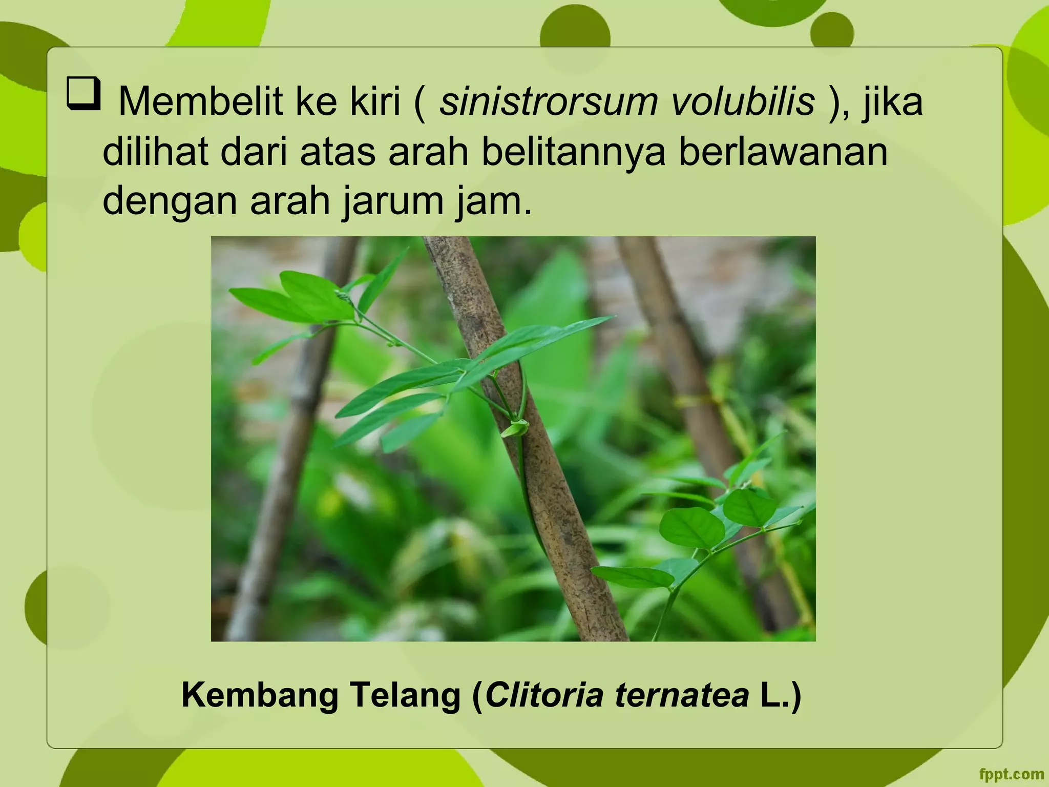 Arah tumbuh batang | PPT