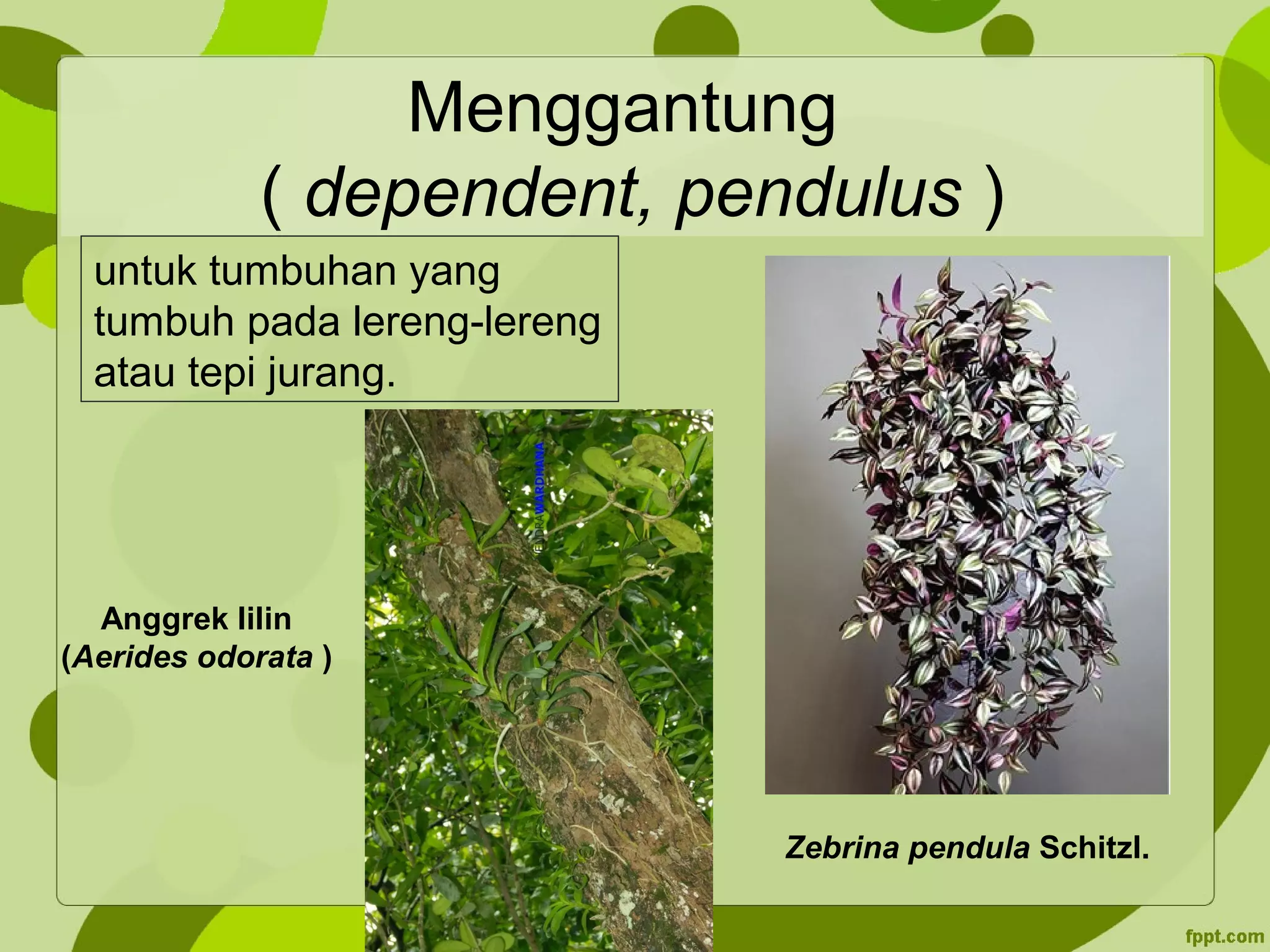 Arah tumbuh batang | PPT