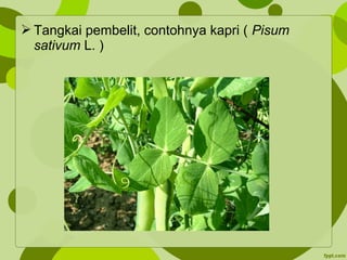 Arah tumbuh batang | PPT