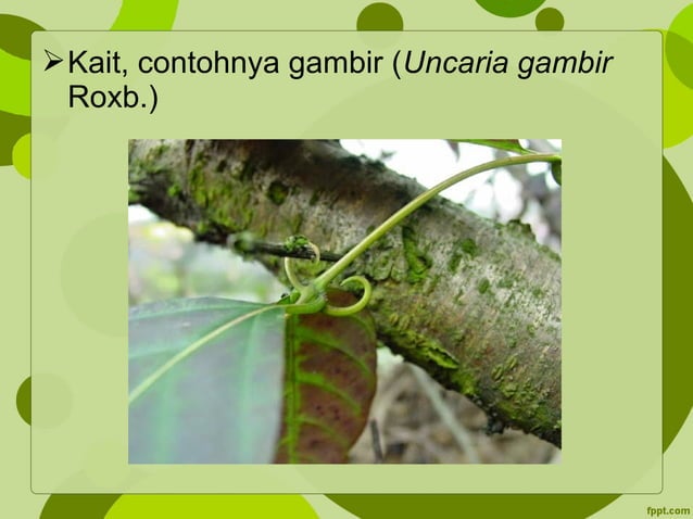 Arah tumbuh batang | PPT