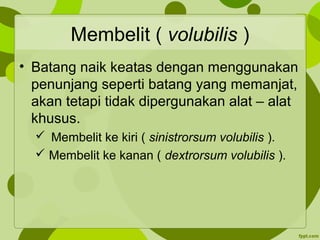 Arah tumbuh batang | PPT