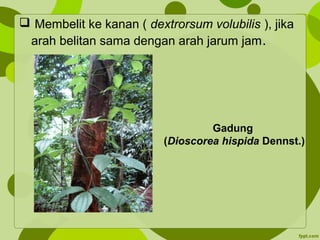 Arah tumbuh batang | PPT