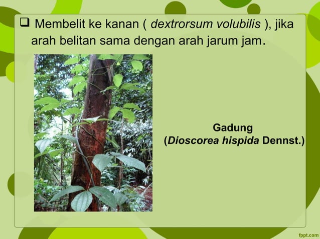 Arah tumbuh batang | PPT