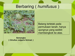 Arah tumbuh batang | PPT