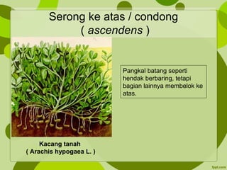 Arah tumbuh batang | PPT