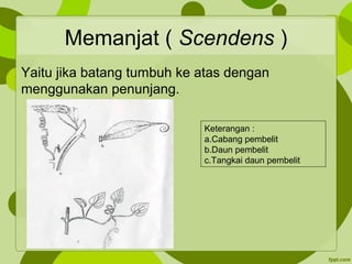 Arah tumbuh batang | PPT