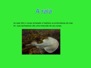 A raia laura charneco | PPTX